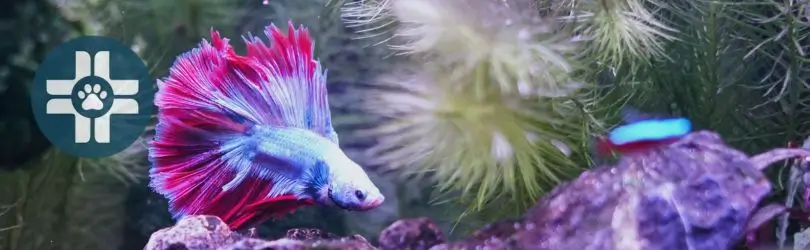 Betta Fisch stinkt: Ursachen, Erste Hilfe & Ratgeber - VetBilim