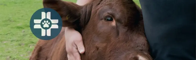 Behavioral Changes in Cattle: Recognizing Disease Signs - VetBilim