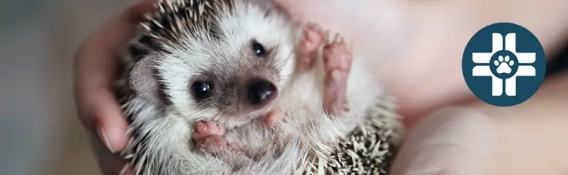 Coughing and sneezing in hedgehogs: A typical sign of parasites - VetBilim