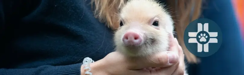 Skin rash in miniature pigs: causes and treatment - VetBilim