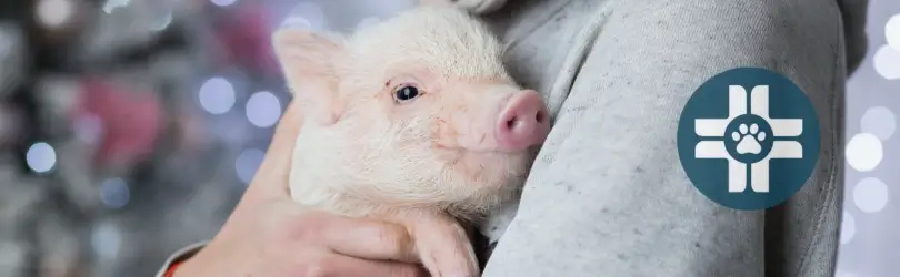 Vomiting in Swine: Causes, First Aid & Guide - VetBilim