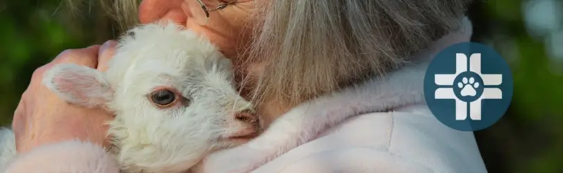 Sheep lying down and not eating: A veterinary emergency? - VetBilim